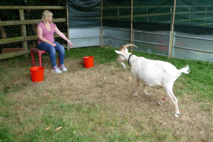 Why Does My Goat Paw at Me? Caprine Communication - Goat Journal